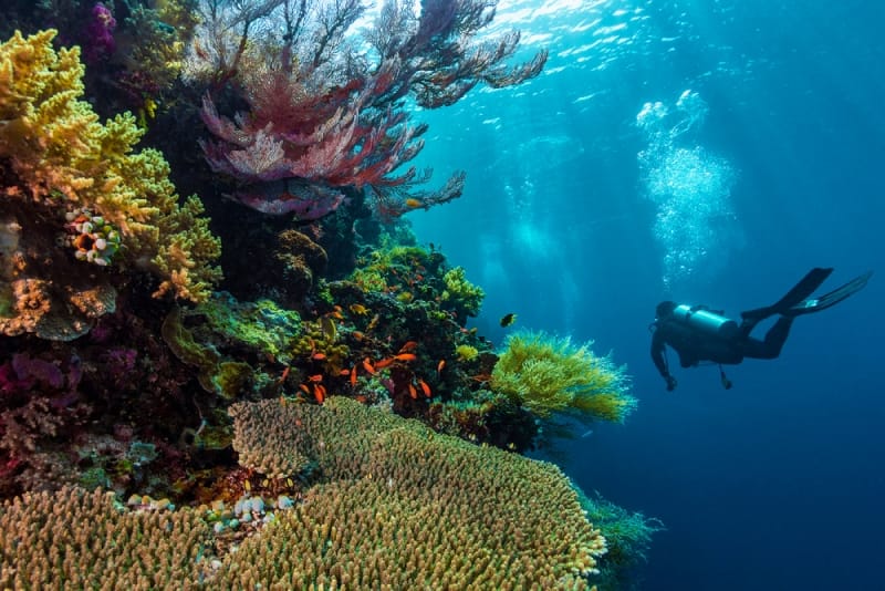Pantai Pulau Derawan, Destinasi Wisata Bawah Laut Terbaik